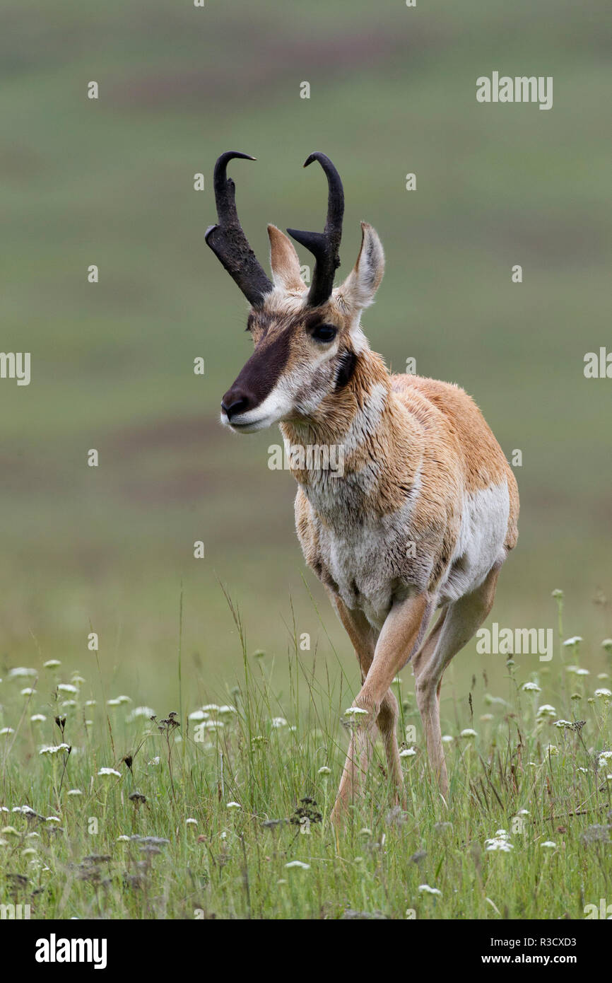 Antelope oregon hi-res stock photography and images - Alamy