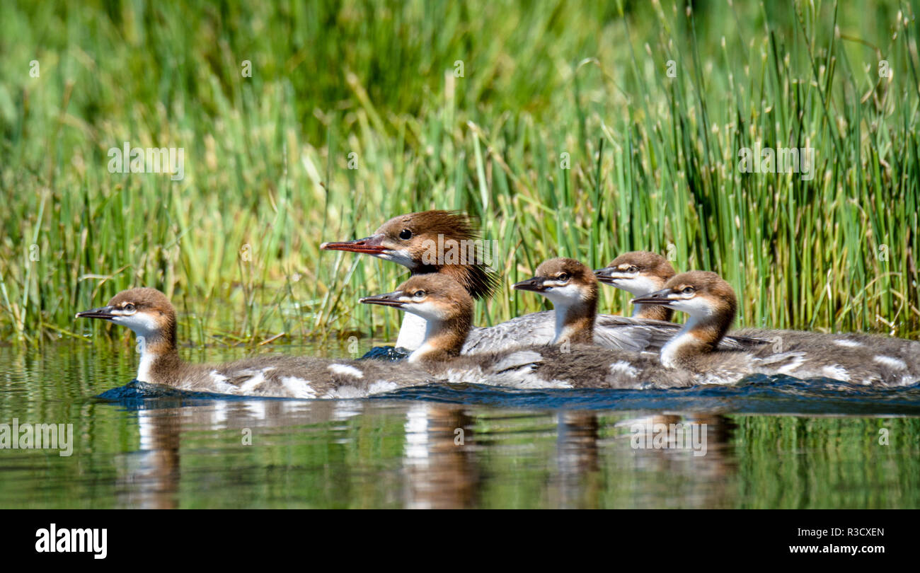 The oregon duck hi-res stock photography and images - Alamy