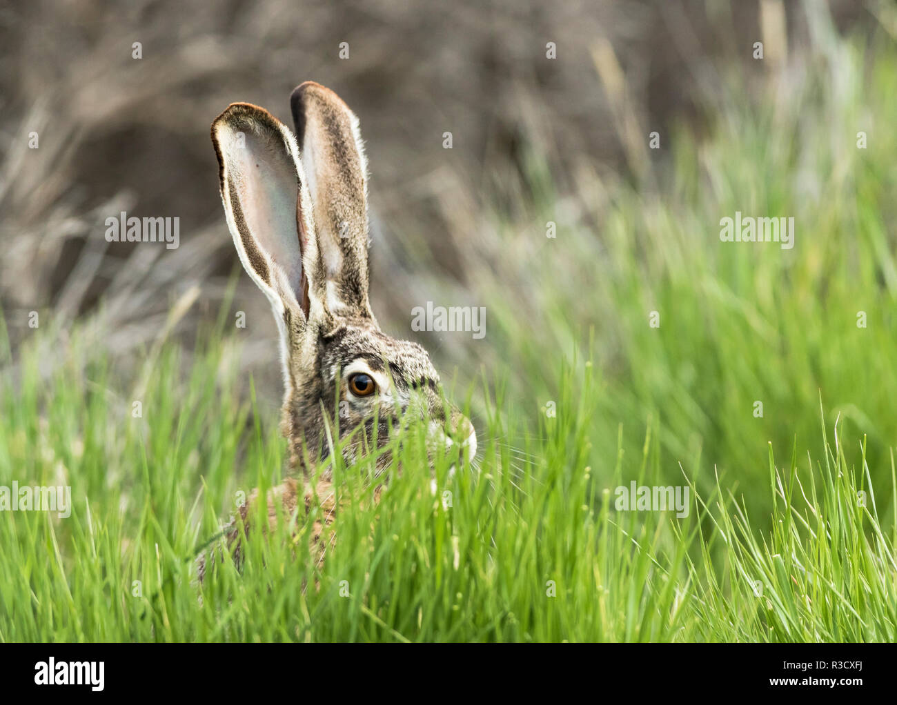 Black-tailed jackrabbit (Lepus californicus), Malheur National Wildlife ...