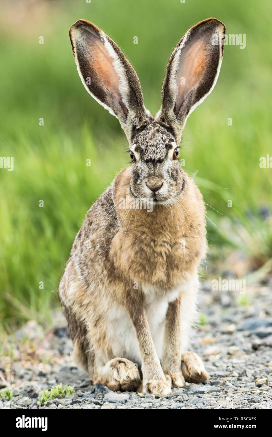 Black-tailed jackrabbit (Lepus californicus), Malheur National Wildlife ...