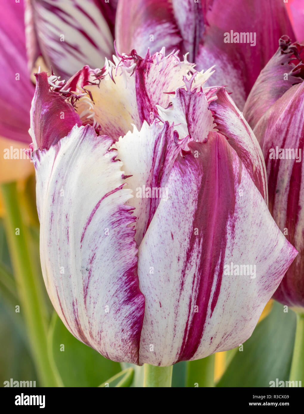 Tulip bloom, Wooden Shoe tulip farm, Woodburn, Oregon Stock Photo - Alamy
