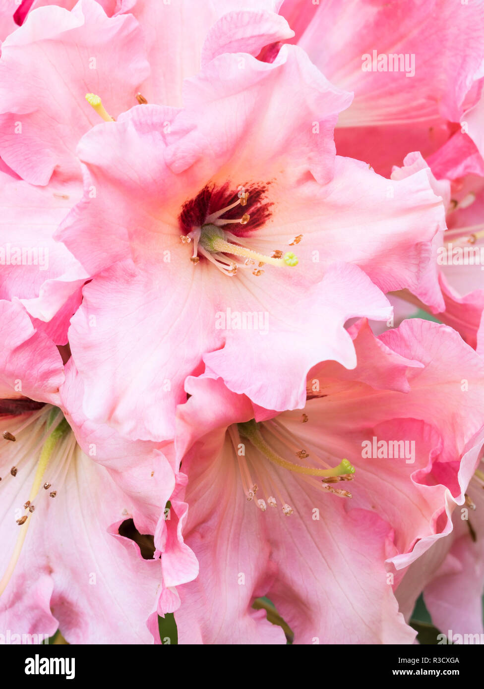 Crystal spring rhododendron garden hi-res stock photography and images ...