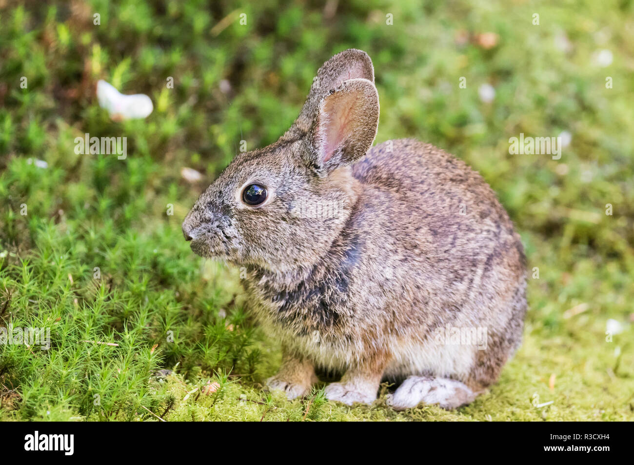Portland japanese garden, oregon hi-res stock photography and images ...