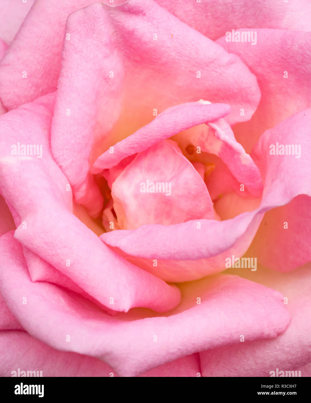 Portland oregon rose test garden hi-res stock photography and images ...