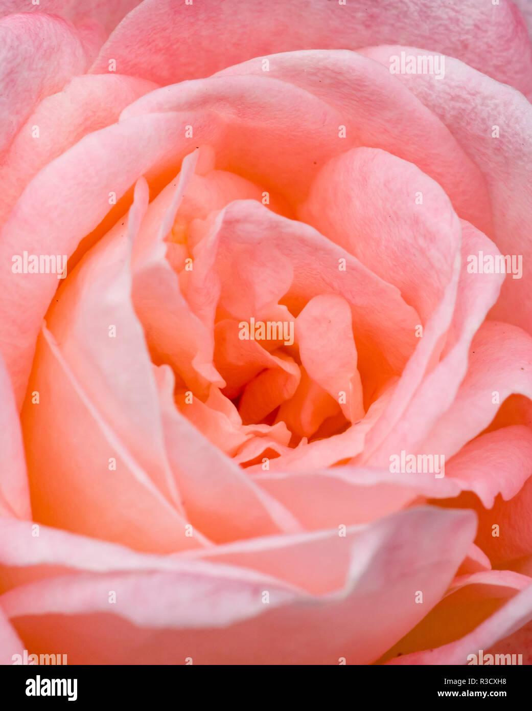 Portland oregon rose garden hi-res stock photography and images - Alamy