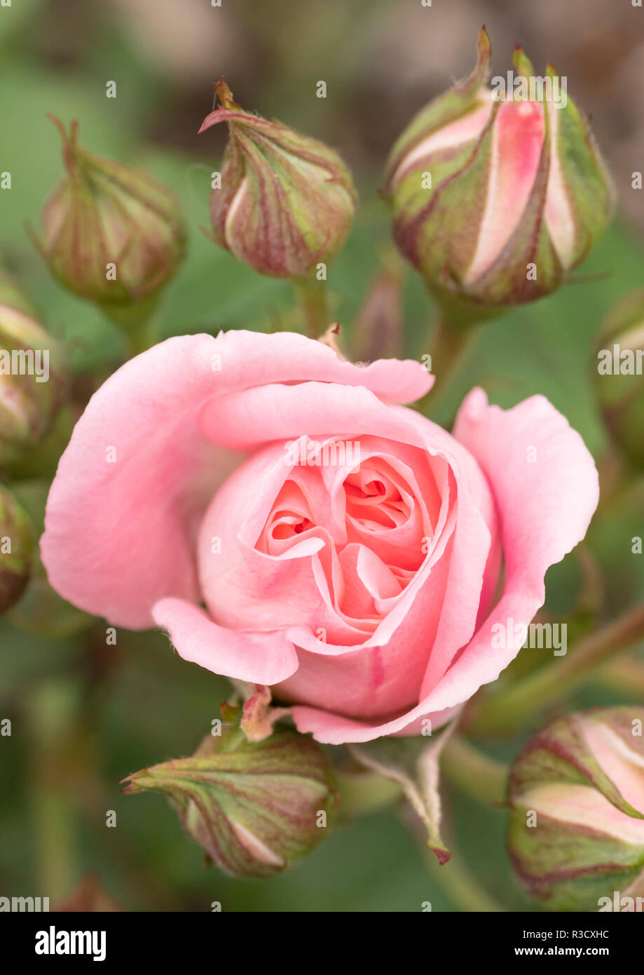 International rose test garden portland hi-res stock photography and ...