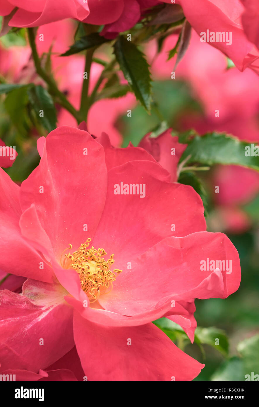 International rose test garden portland hi-res stock photography and ...