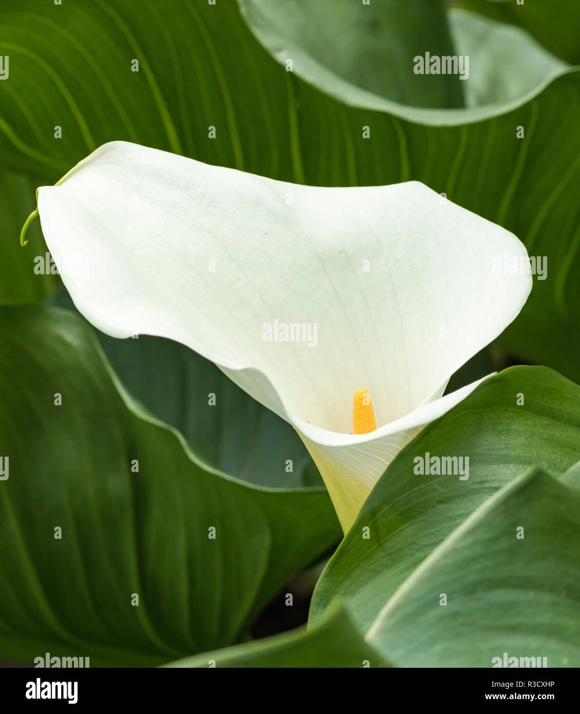 Calla lily, International Rose Test Garden, Portland, Oregon Stock ...