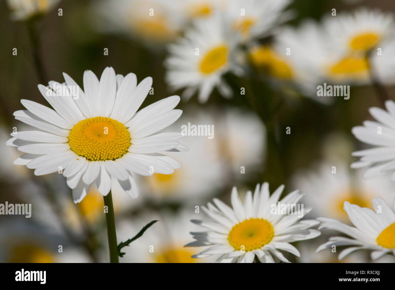 Pennsylvania. Field of daises Stock Photo - Alamy