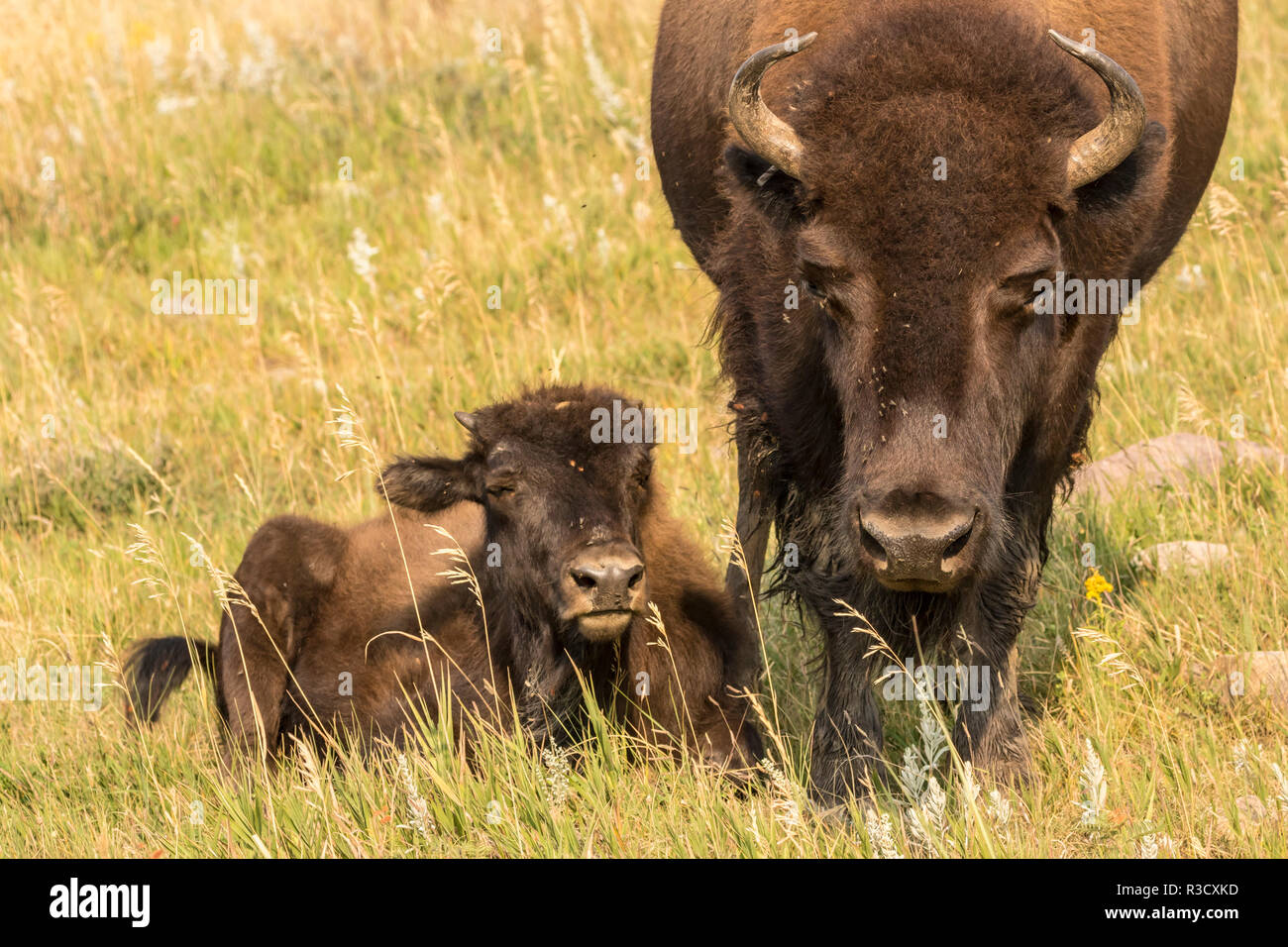 USA, South Dakota, Custer State Park. Bison cow and calf Stock Photo ...