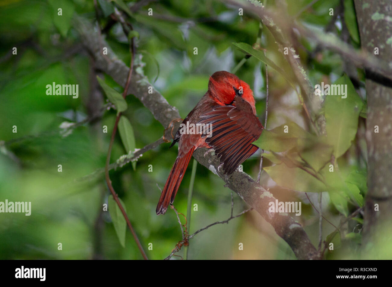 a red bird hides in a tree Stock Photo - Alamy