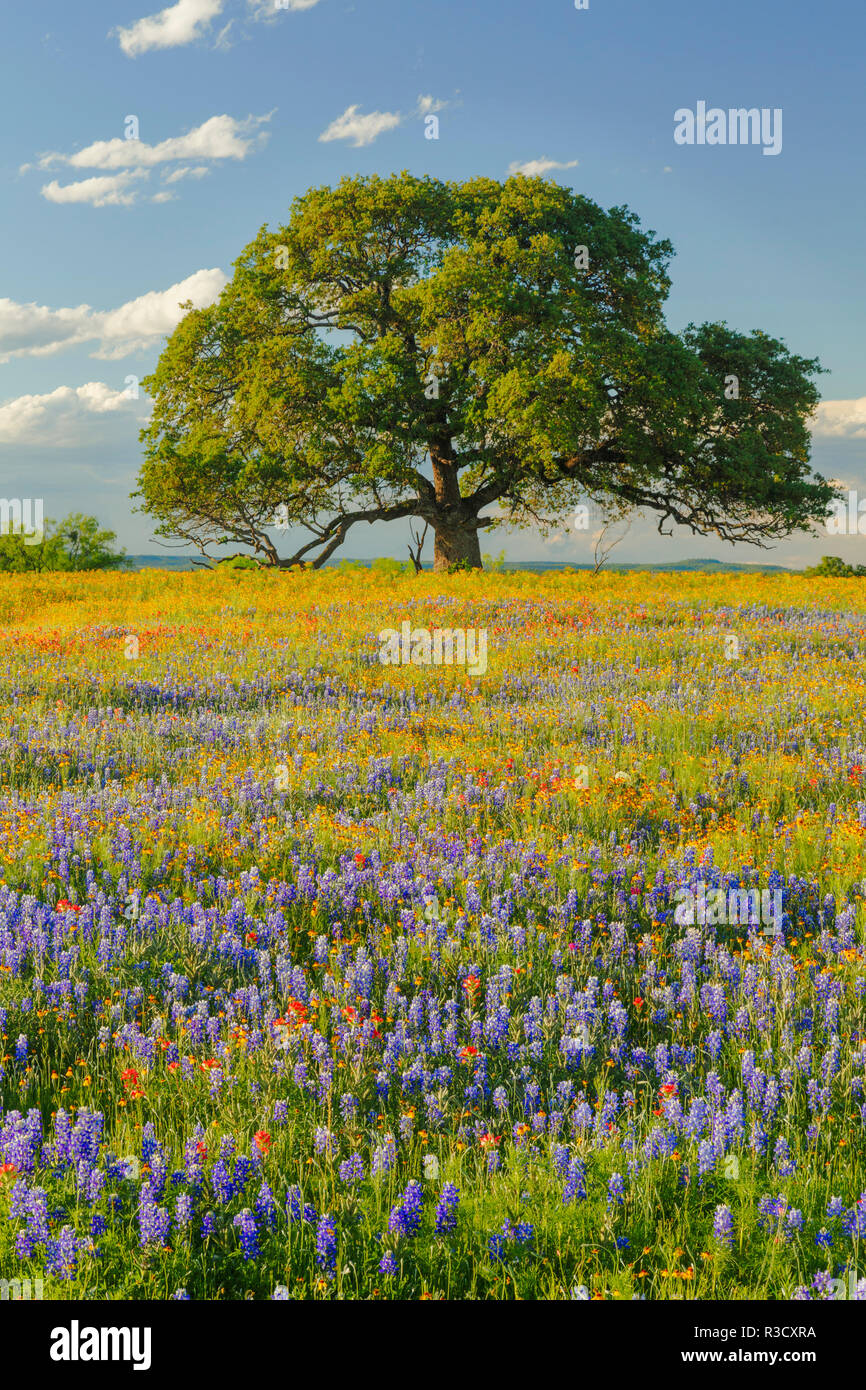 Hill country texas hi-res stock photography and images - Alamy