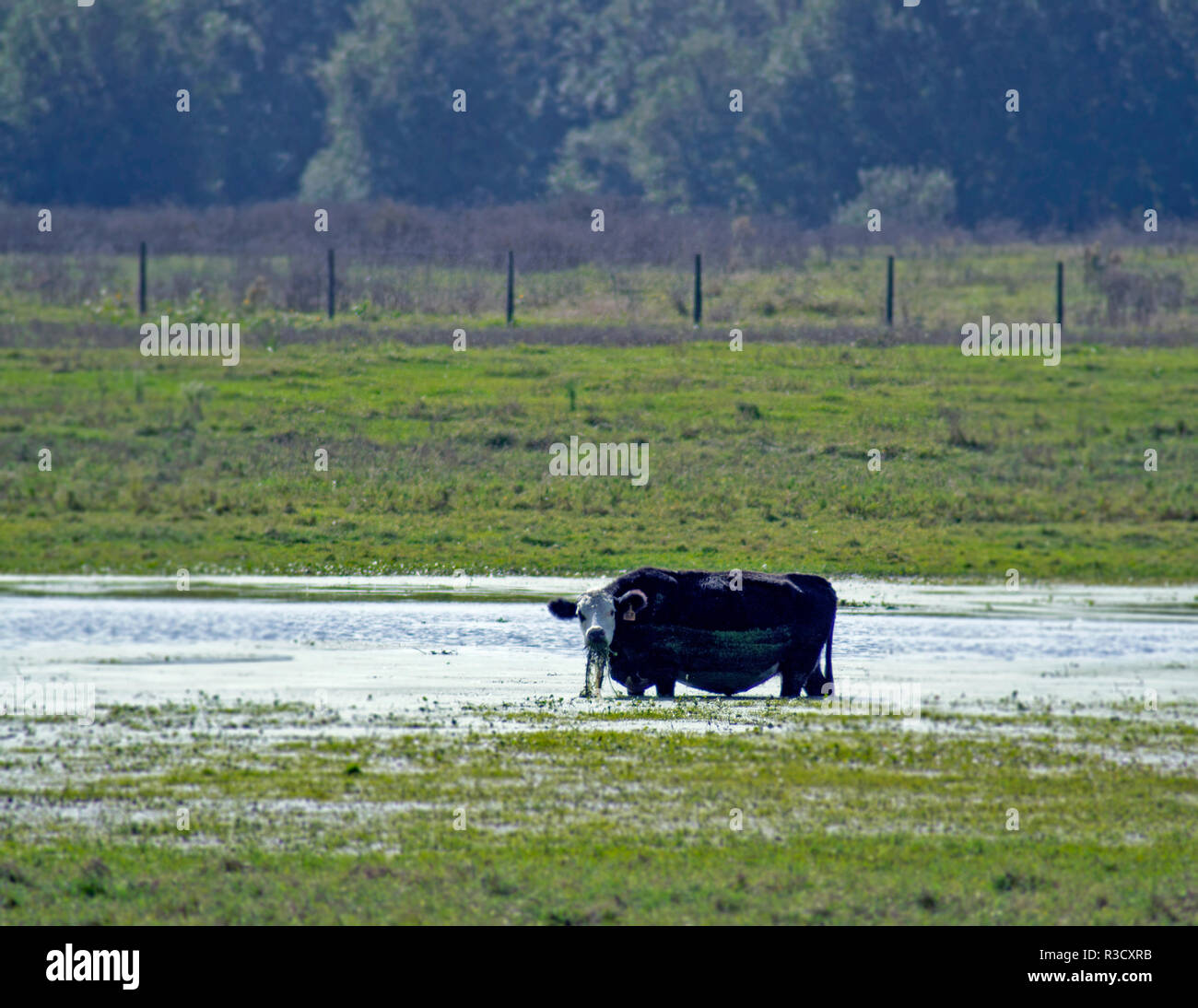 Swamp cow hi-res stock photography and images - Alamy
