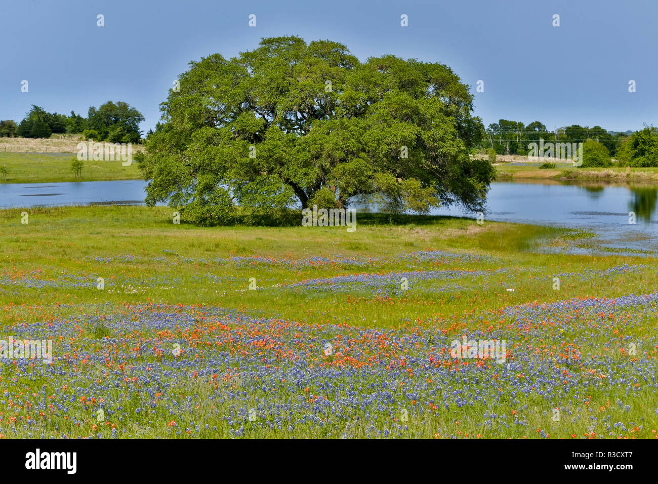 Lone Oak tree along a small pond with field of Wildflowers near Brenham ...