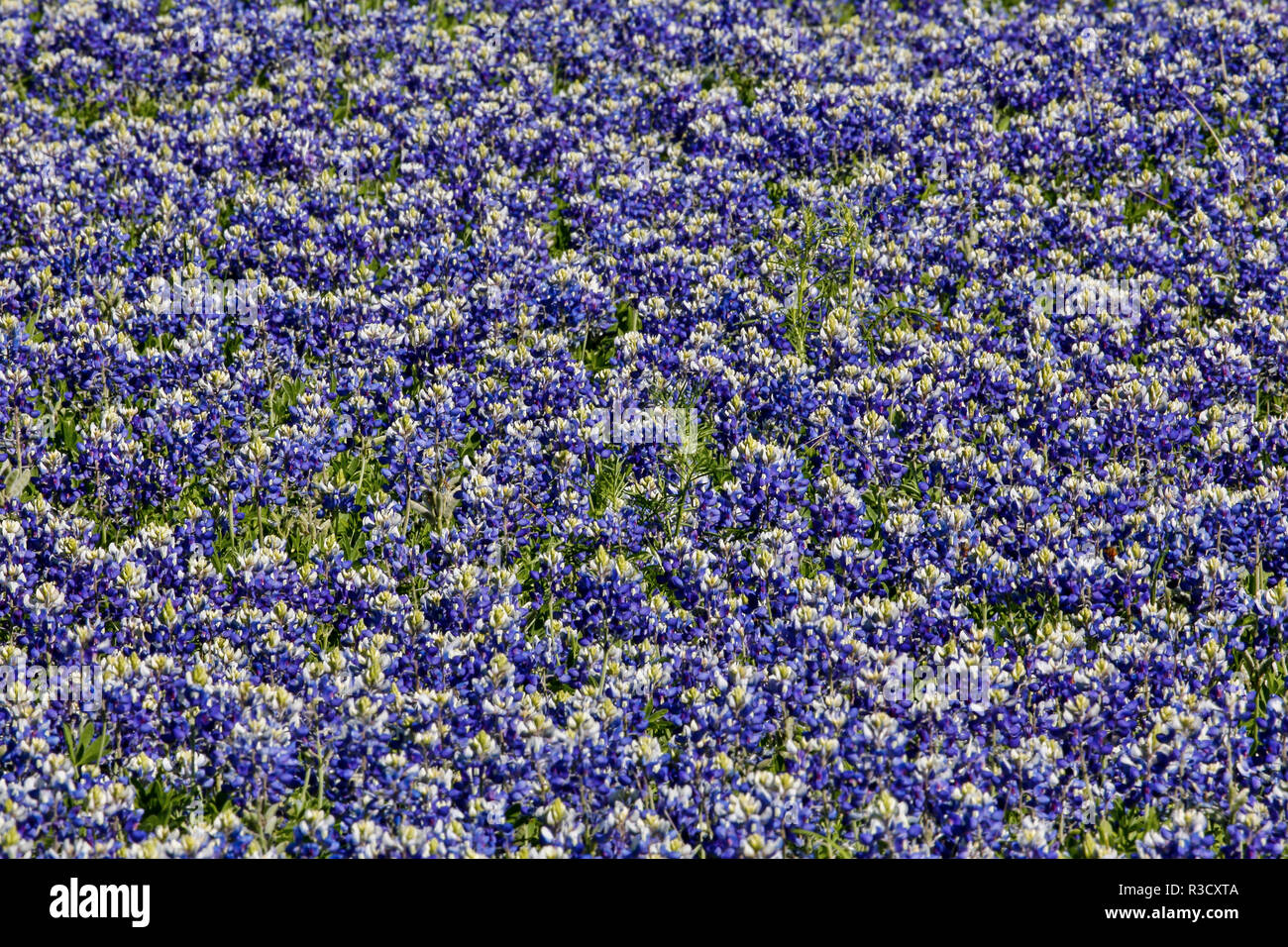 Texas blue bonnets hi-res stock photography and images - Alamy