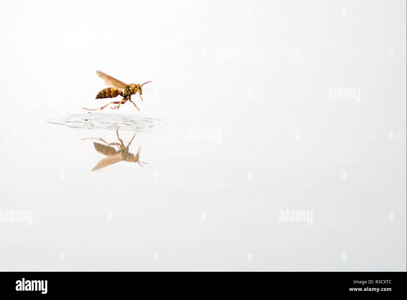 Rio Grande Valley, Texas, U.S.A. Red and Yellow Wasp flying over water ...