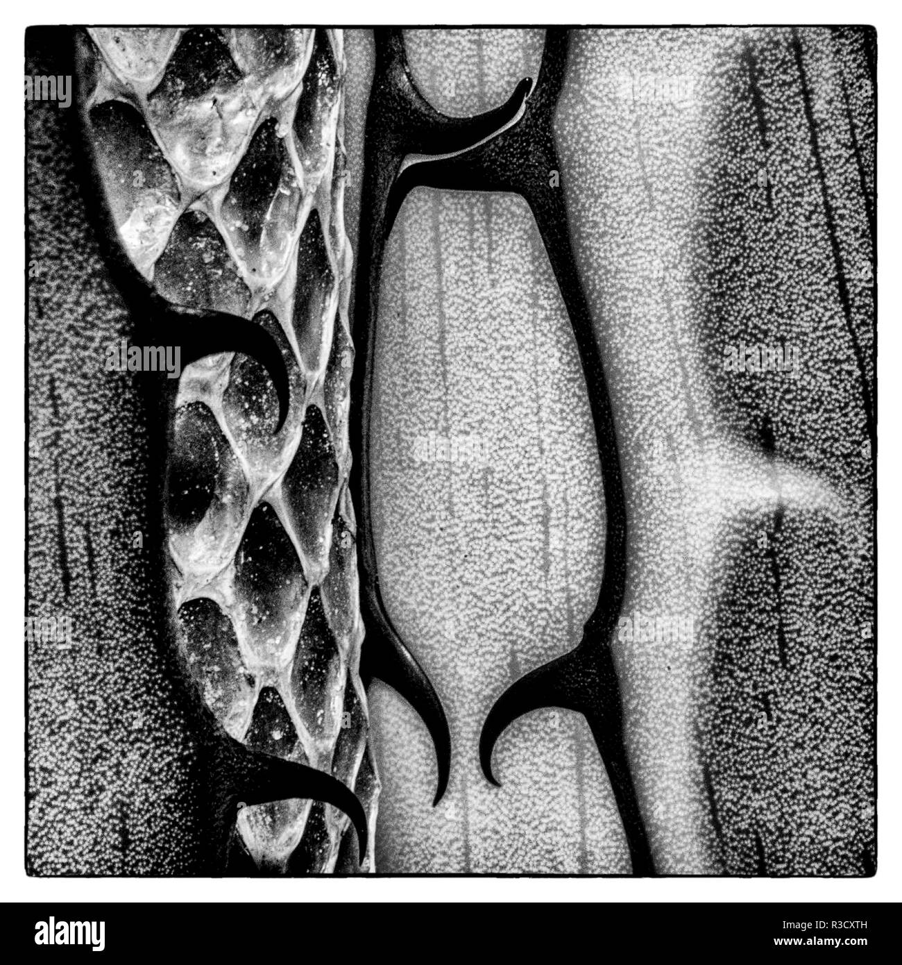 Rio texas Cut Out Stock Images & Pictures - Alamy