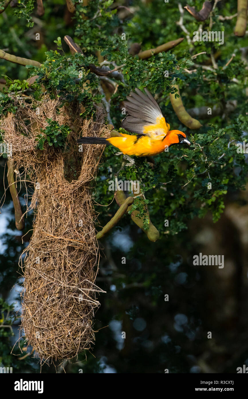 Altamira Oriole (Icterus gularis) a nest Stock Photo - Alamy