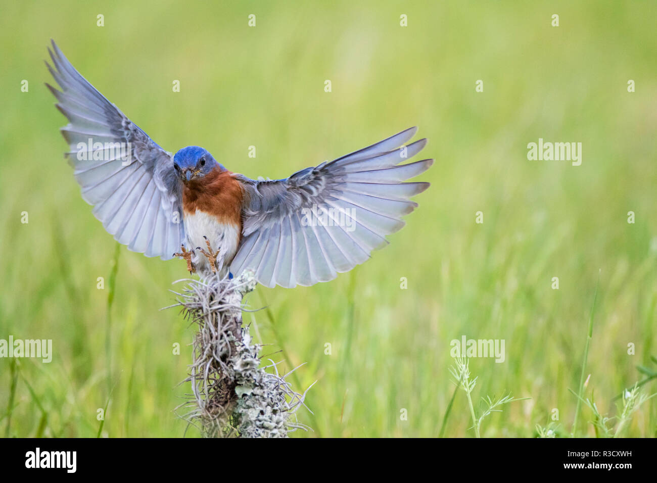 Eastern Bluebird (Sialia sialis) adult male Stock Photo - Alamy