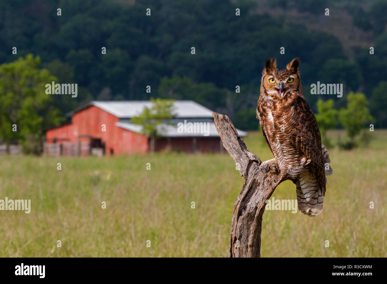 Perch block hi-res stock photography and images - Alamy