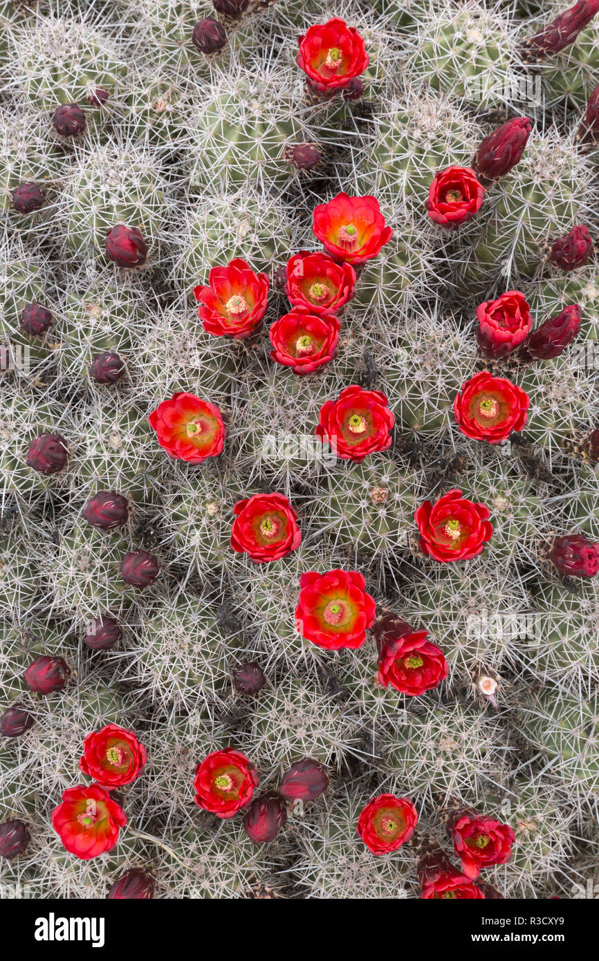 Claret Cup flowering Stock Photo - Alamy