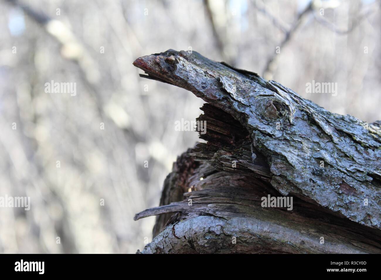 Broken log hi-res stock photography and images - Alamy