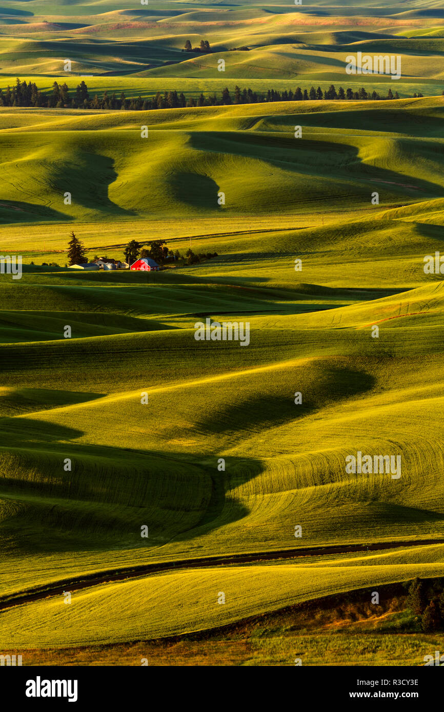 Rolling landscape of wheat fields and red barn viewed from Steptoe ...
