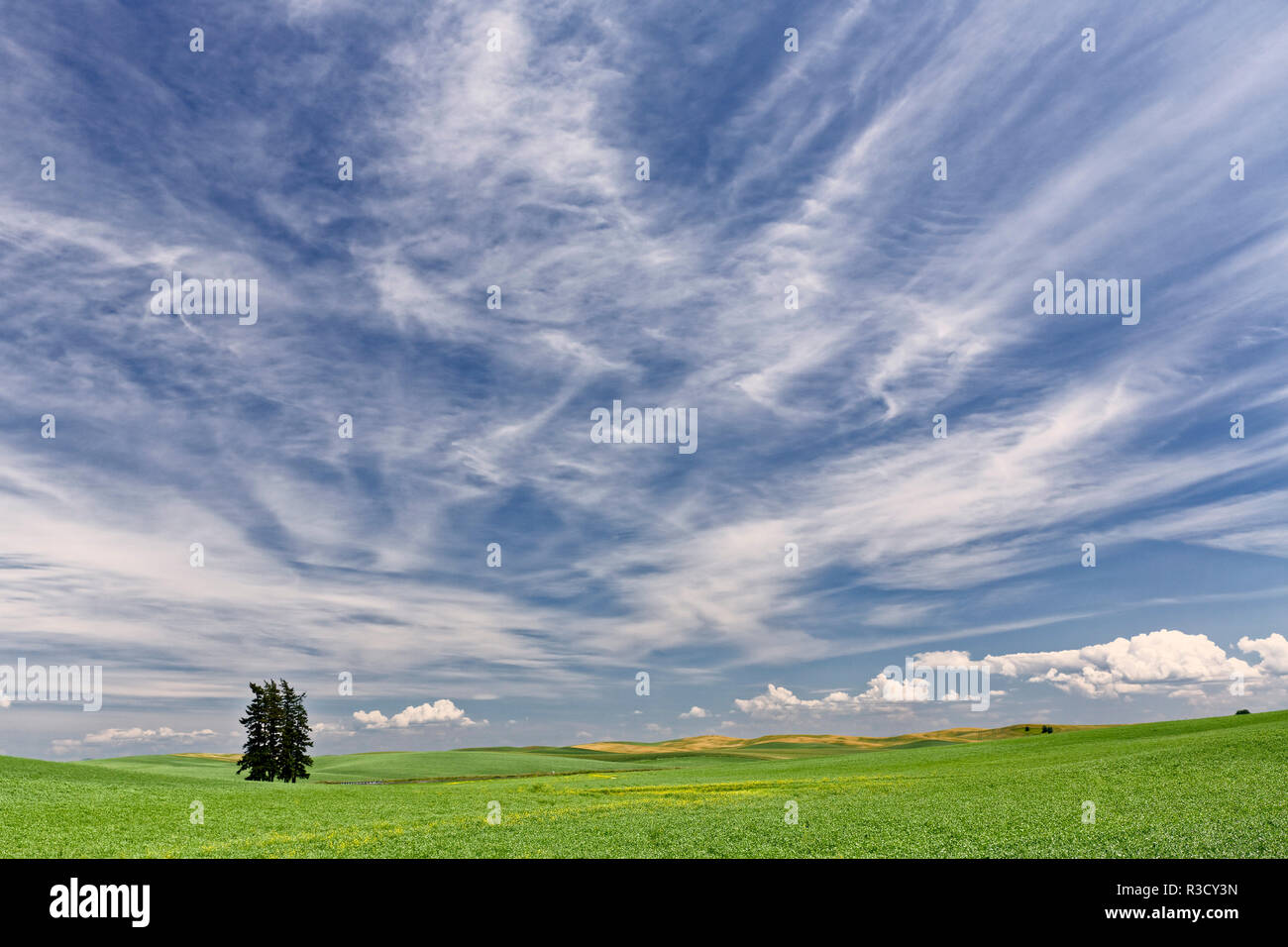 Expansive wheat field and trees, Palouse farming region of Eastern ...