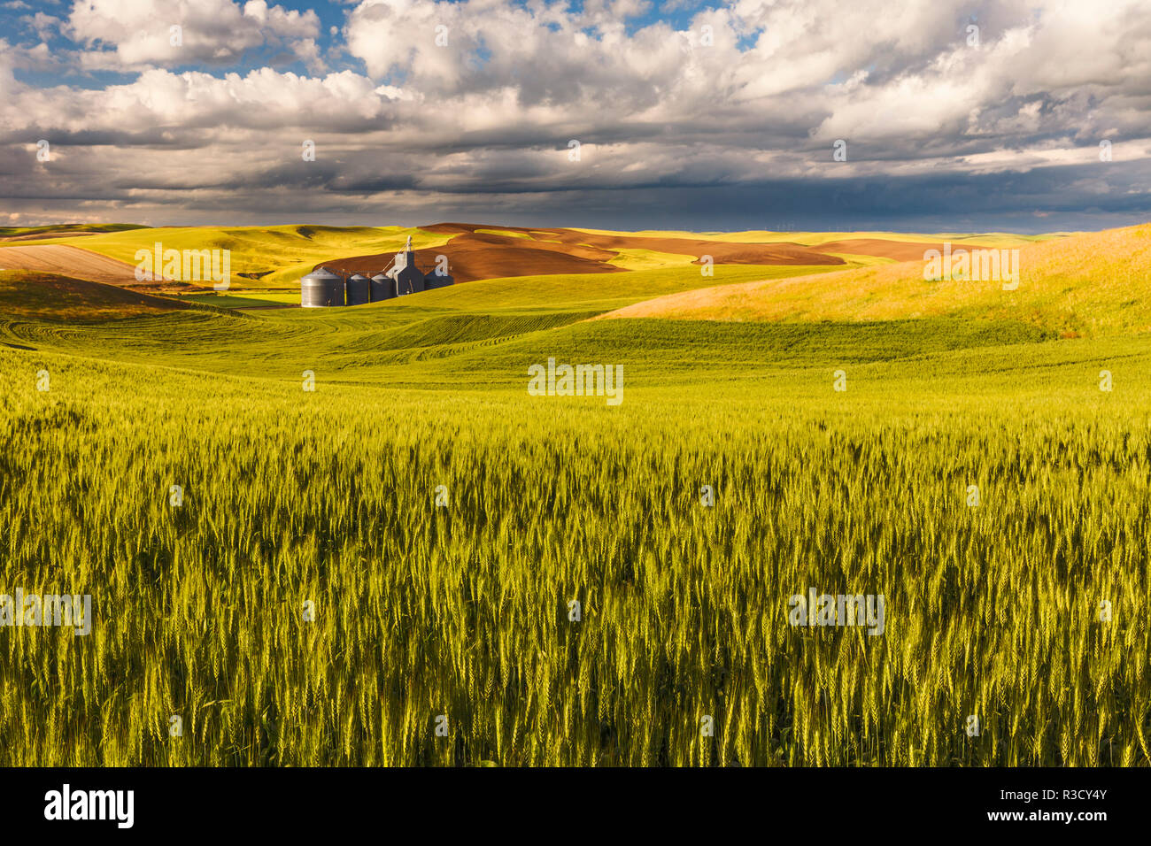Contoured rolling hills of wheat and grain silos, Palouse region of ...