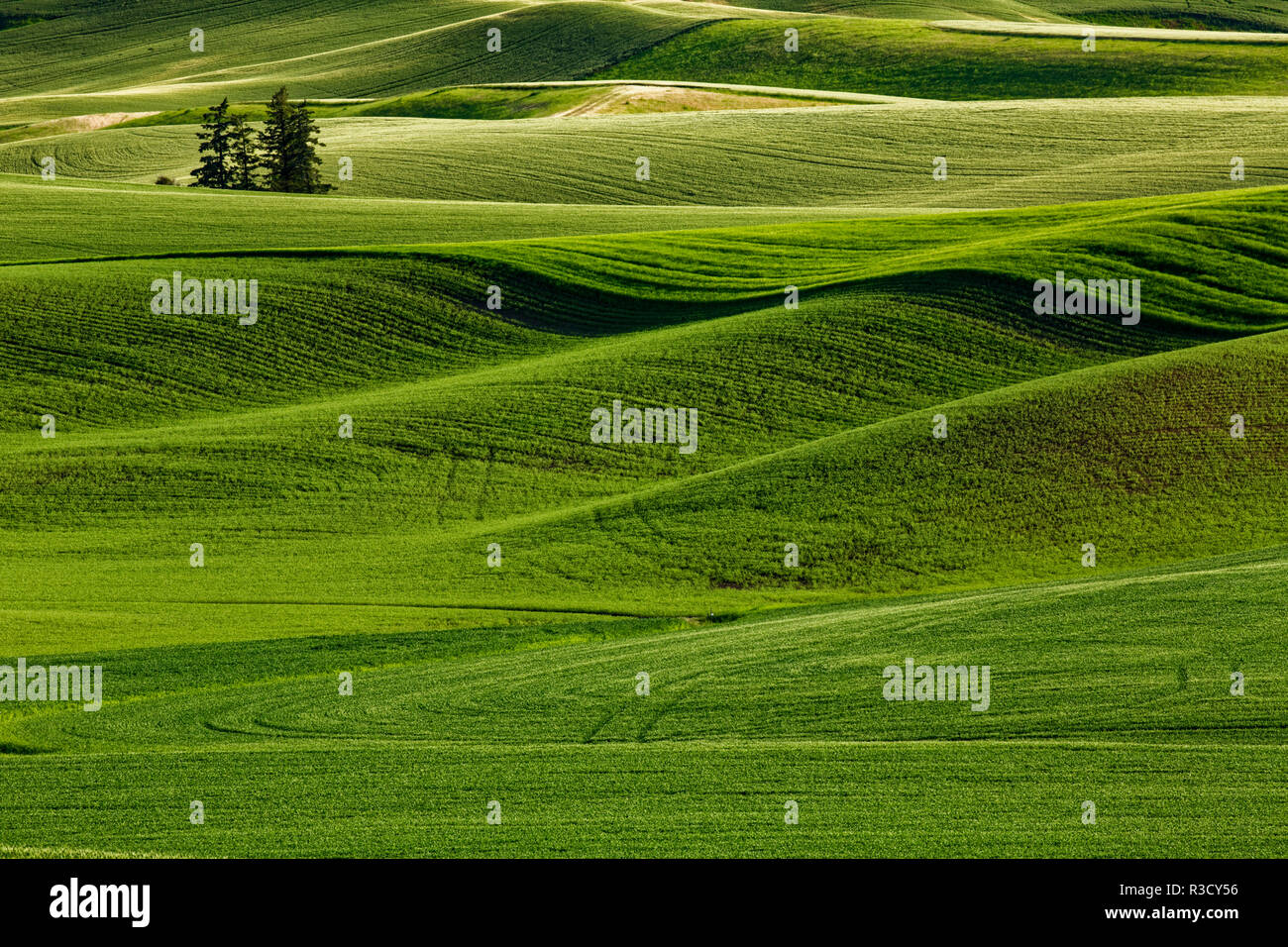 Lone pine trees among rolling hills of wheat, Palouse region of Eastern ...
