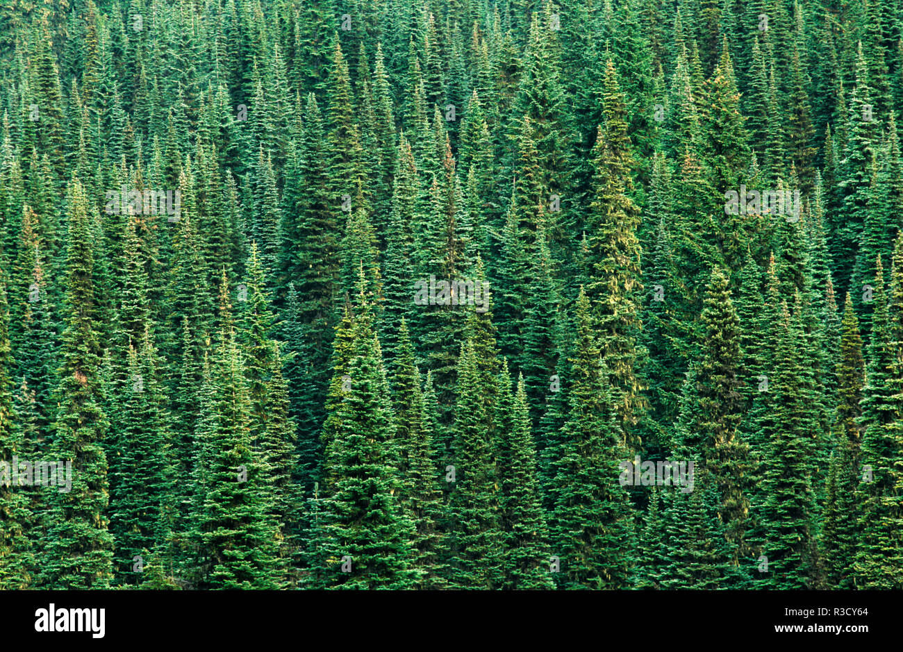 Evergreen gallery hi-res stock photography and images - Alamy