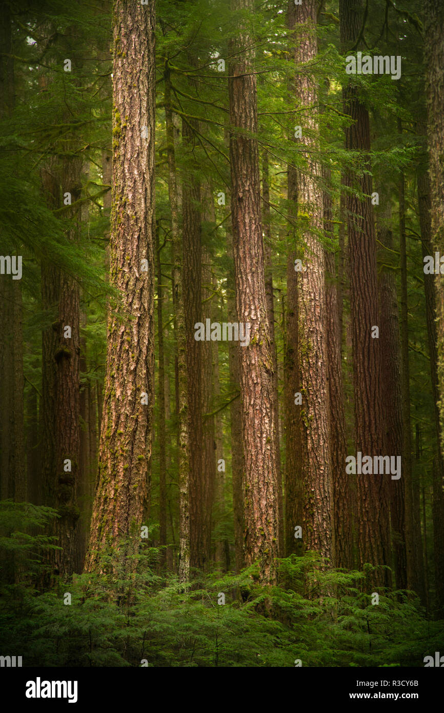 Hemlock tree hi-res stock photography and images - Alamy