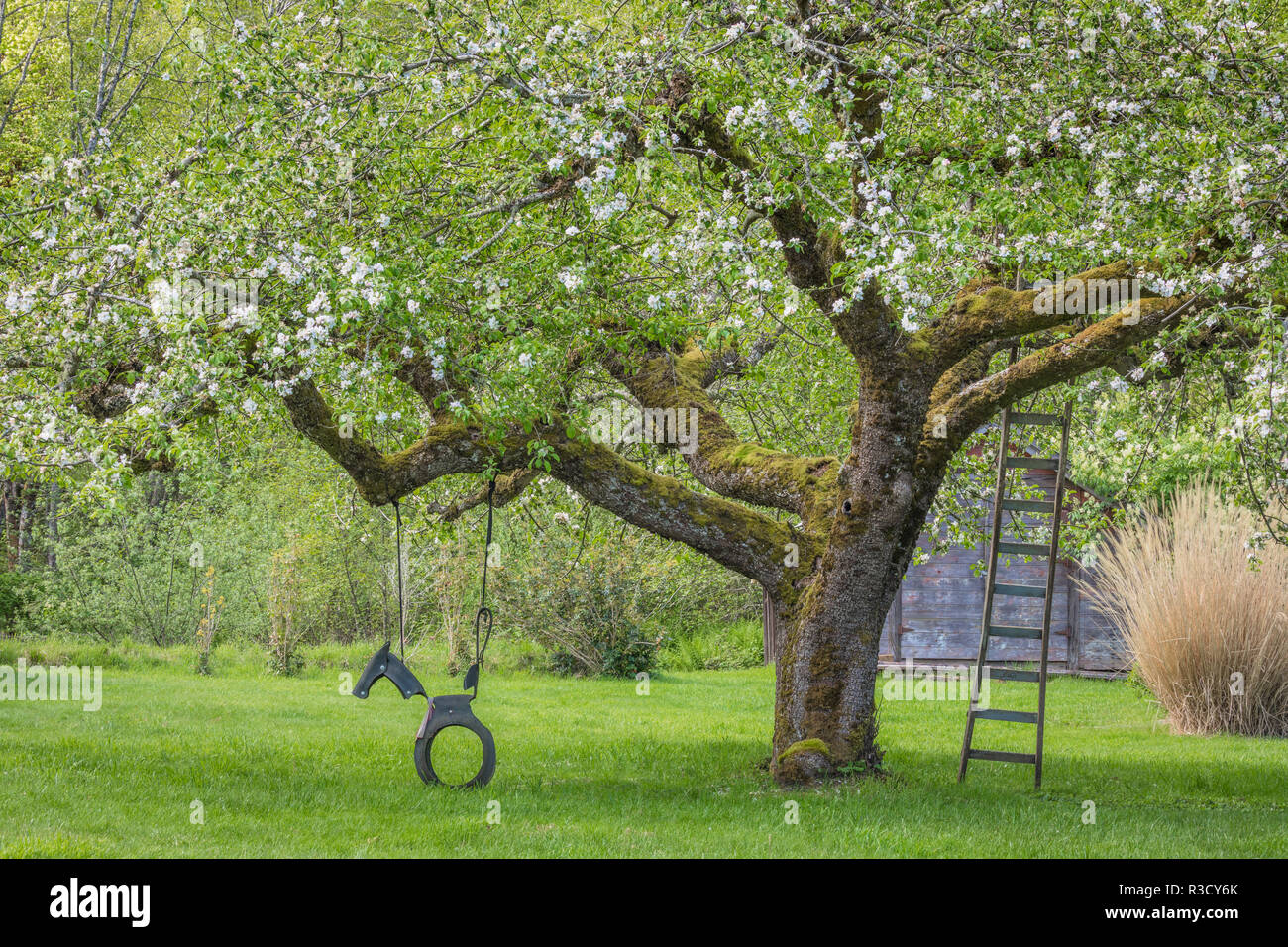Washington apple tree hi-res stock photography and images - Alamy