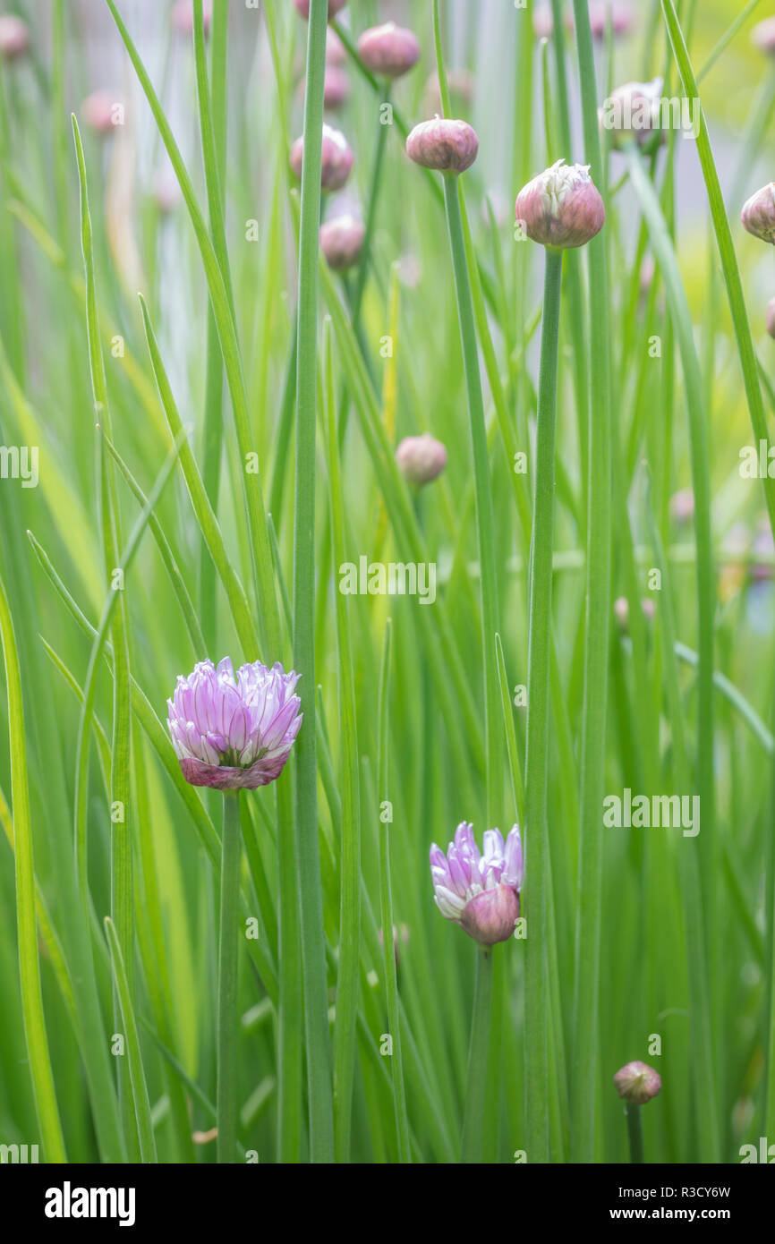 USA, WA, Seabeck. Chive buds blossoming Stock Photo - Alamy