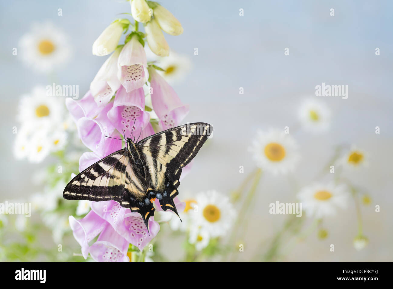 Washington state butterfly hi-res stock photography and images - Alamy