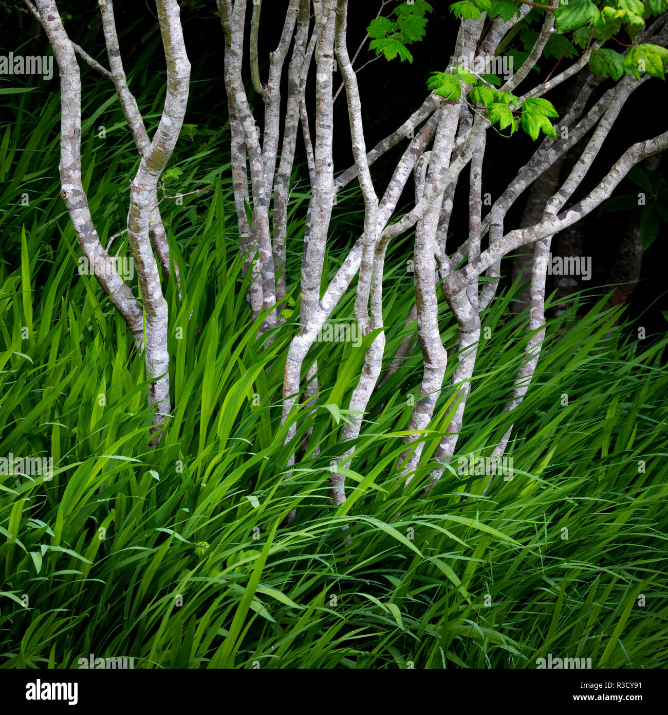 Vine maple tree hi-res stock photography and images - Alamy