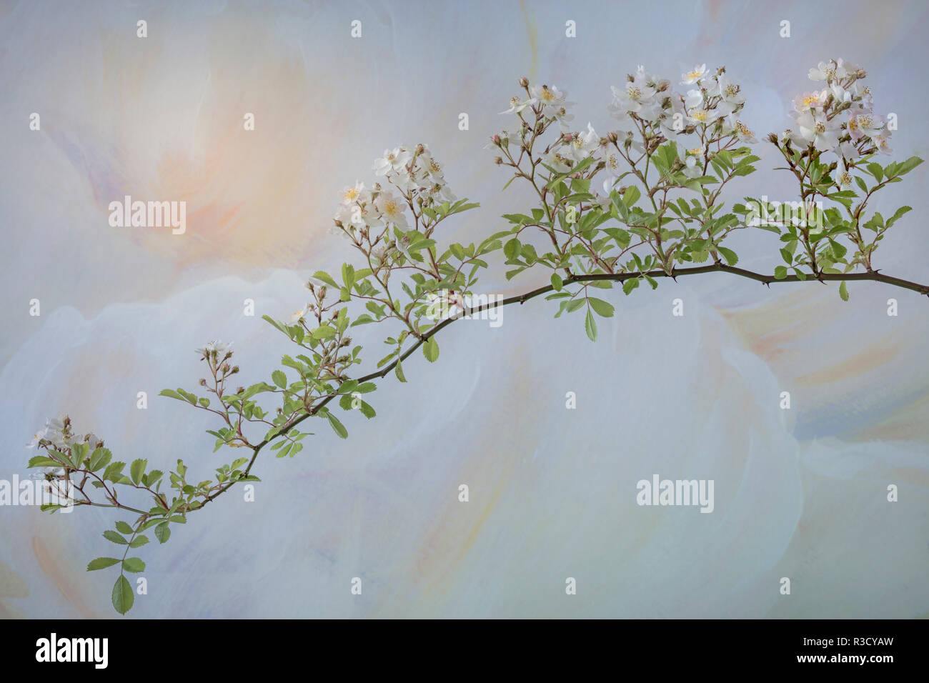 Close up wild roses hi-res stock photography and images - Alamy
