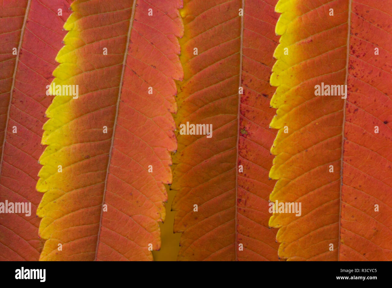 USA, WA, Okanogan National Forest, Sumac leaves Stock Photo - Alamy