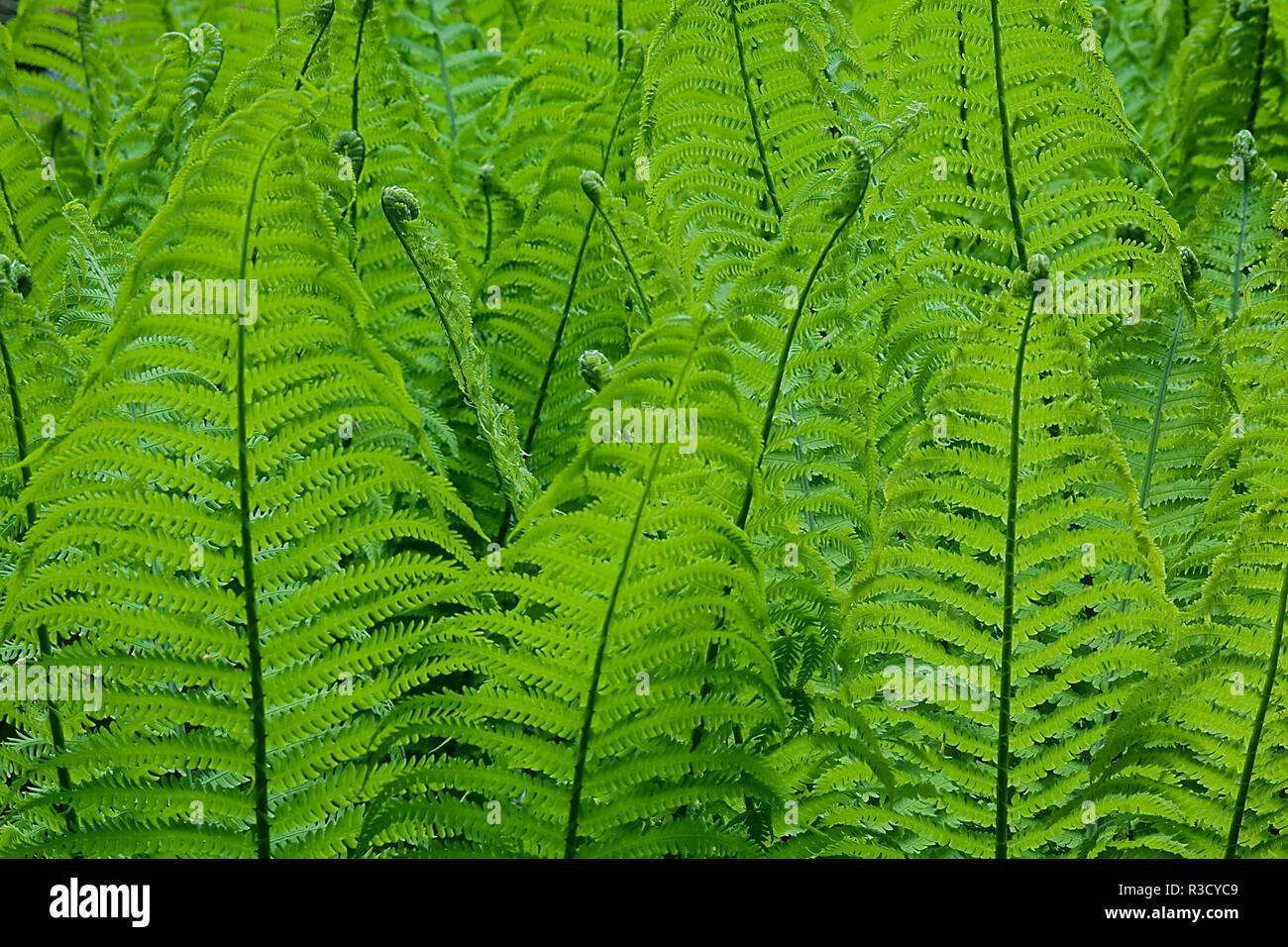 Seattle botanic garden hi-res stock photography and images - Alamy