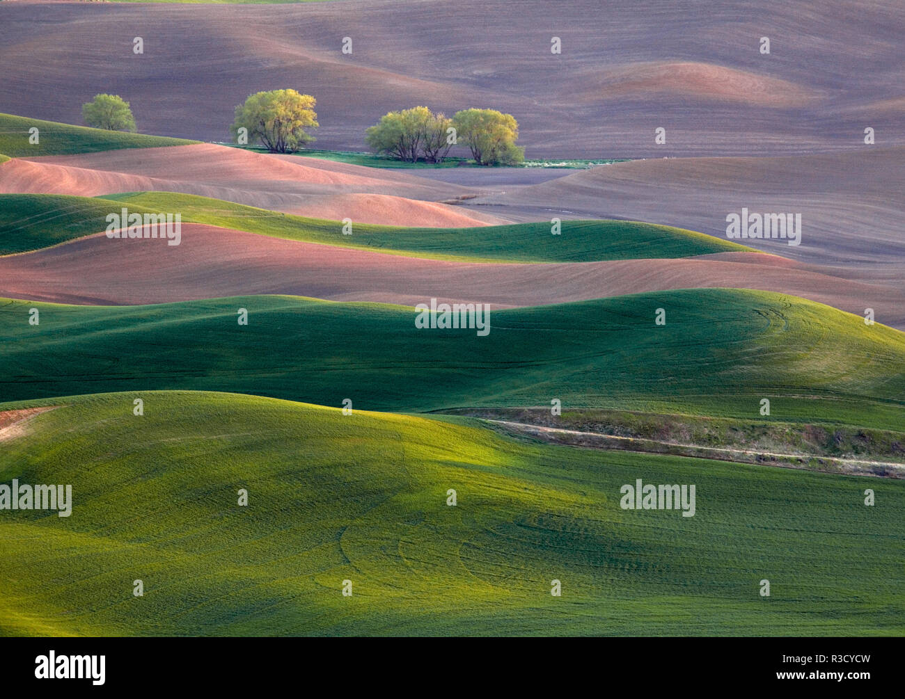 USA, WA, Palouse wheat fields Stock Photo - Alamy