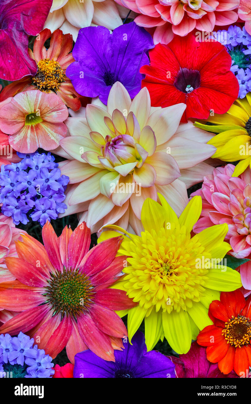 Grouping of colorful flower pattern Stock Photo - Alamy