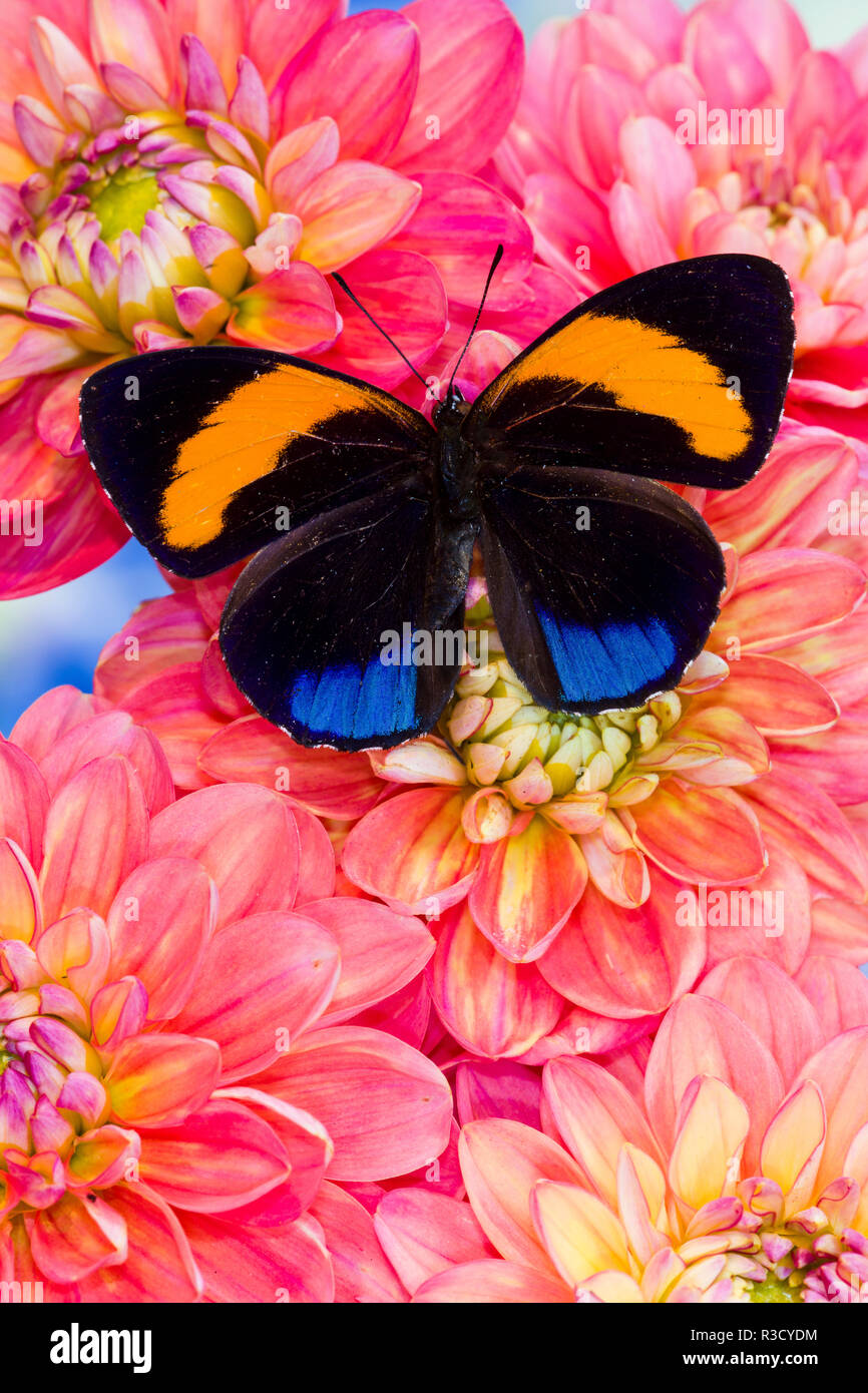 Aegina callicore Blue and Orange butterfly with colorful flowering ...