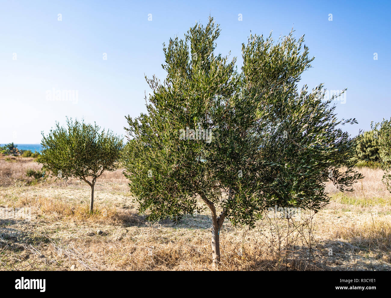 Greek landscape depicting two wild olive trees Stock Photo - Alamy