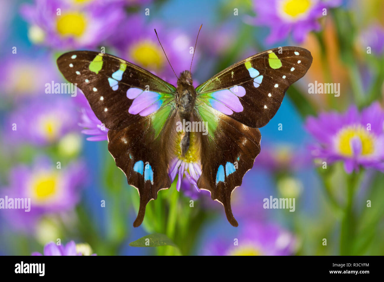 Butterfly Graphium weiski, the purple-spotted Swallowtail on Asters ...