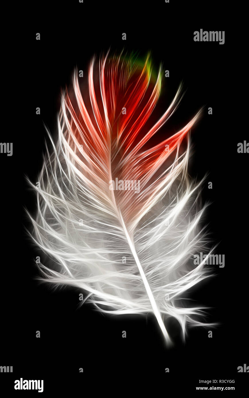 Blood Pheasant feather against black backdrop Stock Photo - Alamy