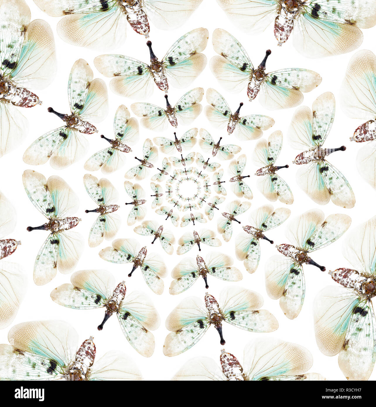 Circular design of Pyrops the Planthopper insect from Southeast Asia ...