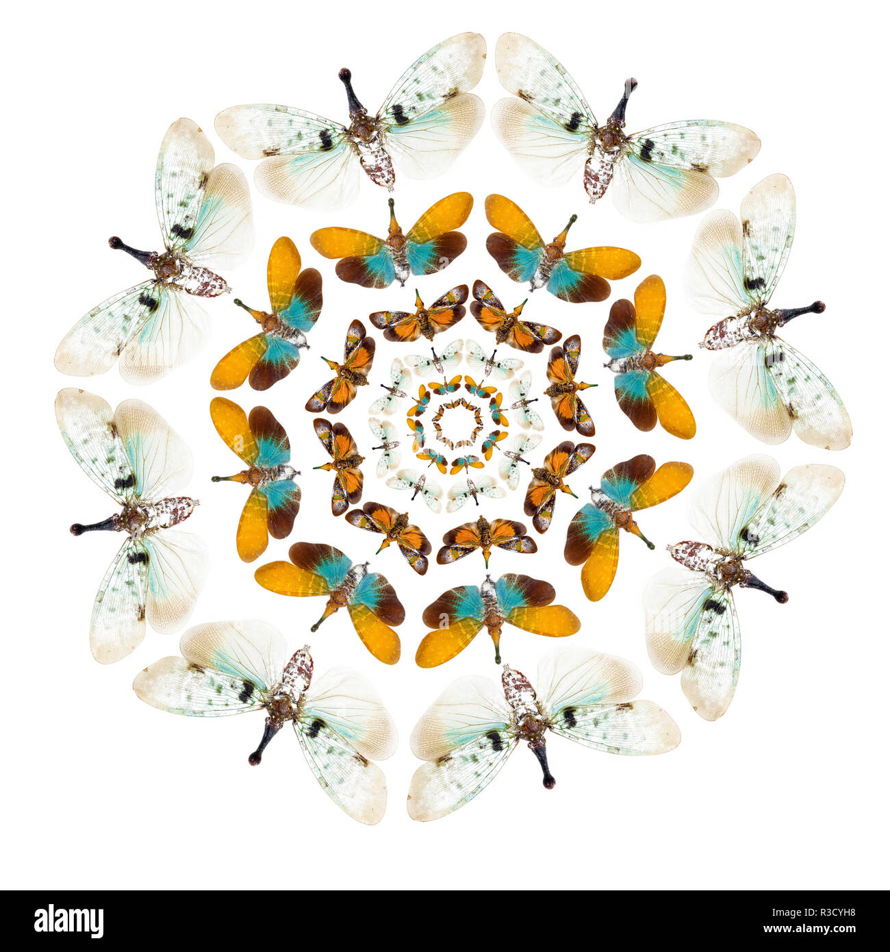 Circular wings hi-res stock photography and images - Alamy