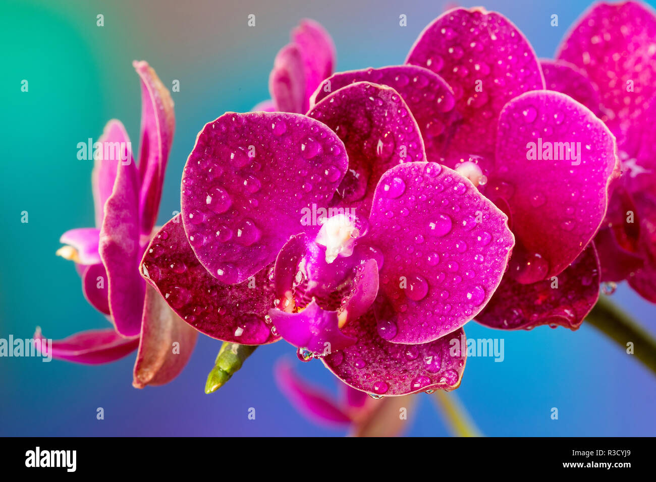 Droplet on orchid hi-res stock photography and images - Alamy