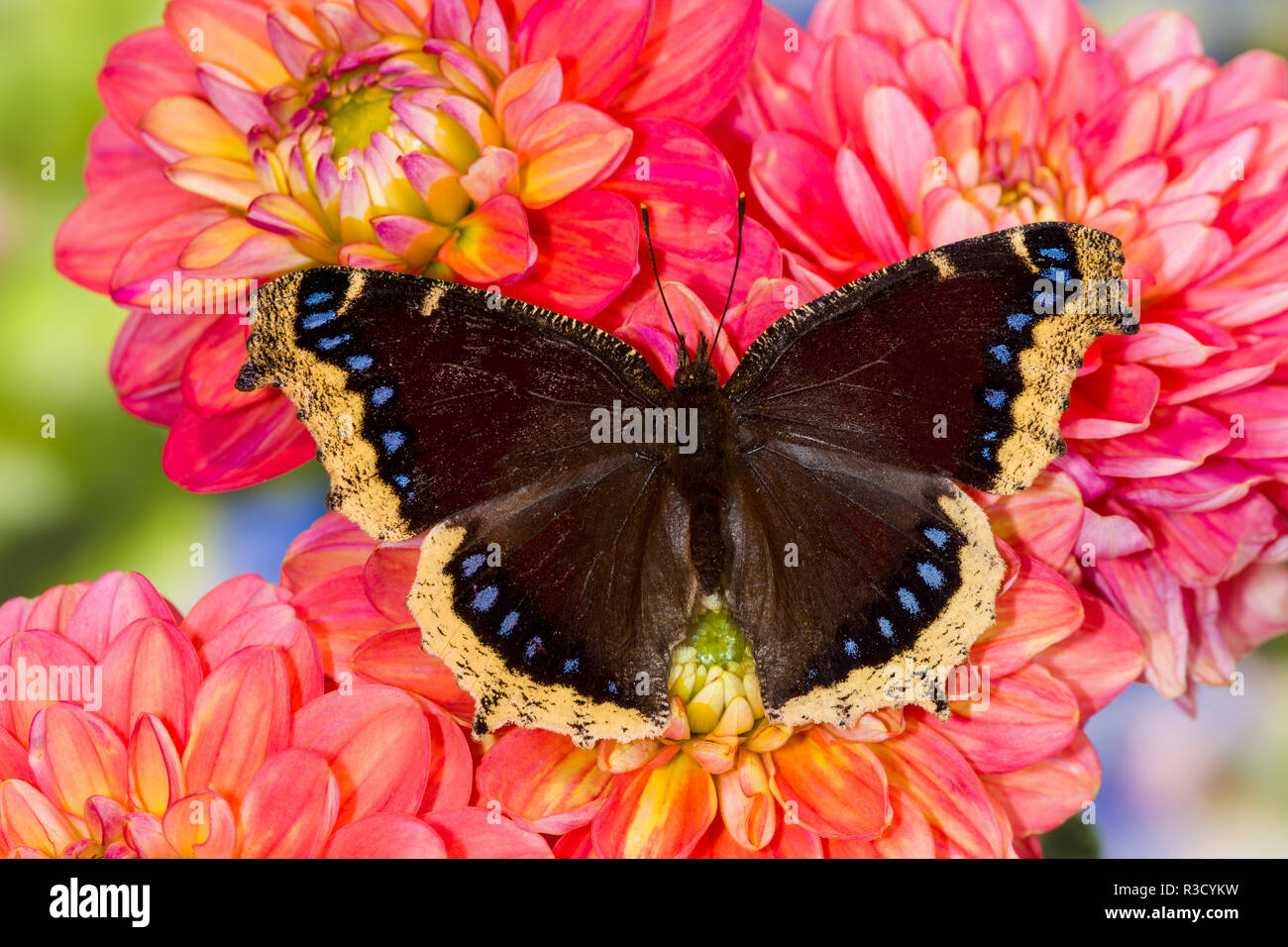 North American butterfly Mourning cloak on Dahlia flowers Stock Photo ...