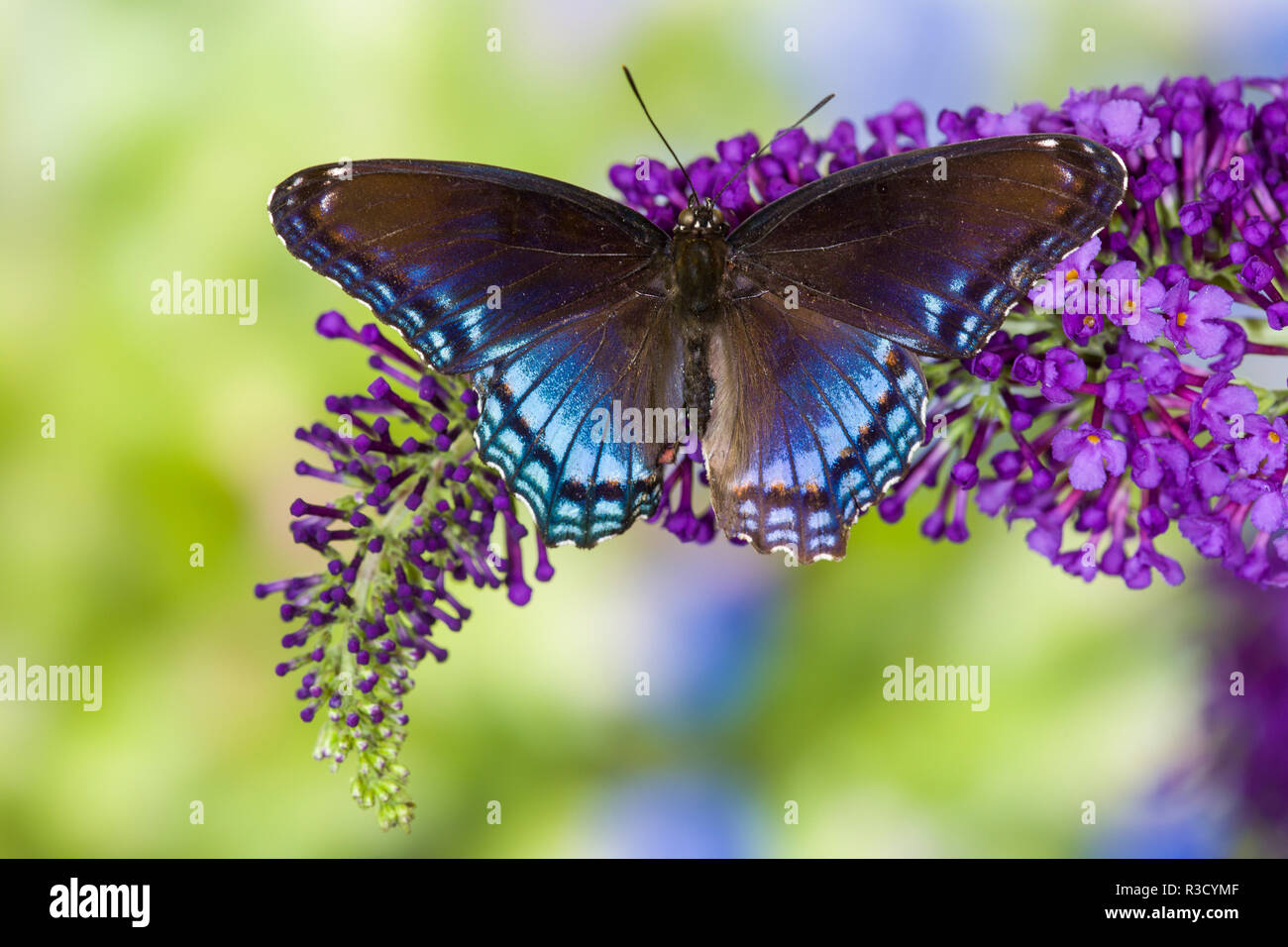 Red Spotted Purple Butterfly High Resolution Stock Photography and ...